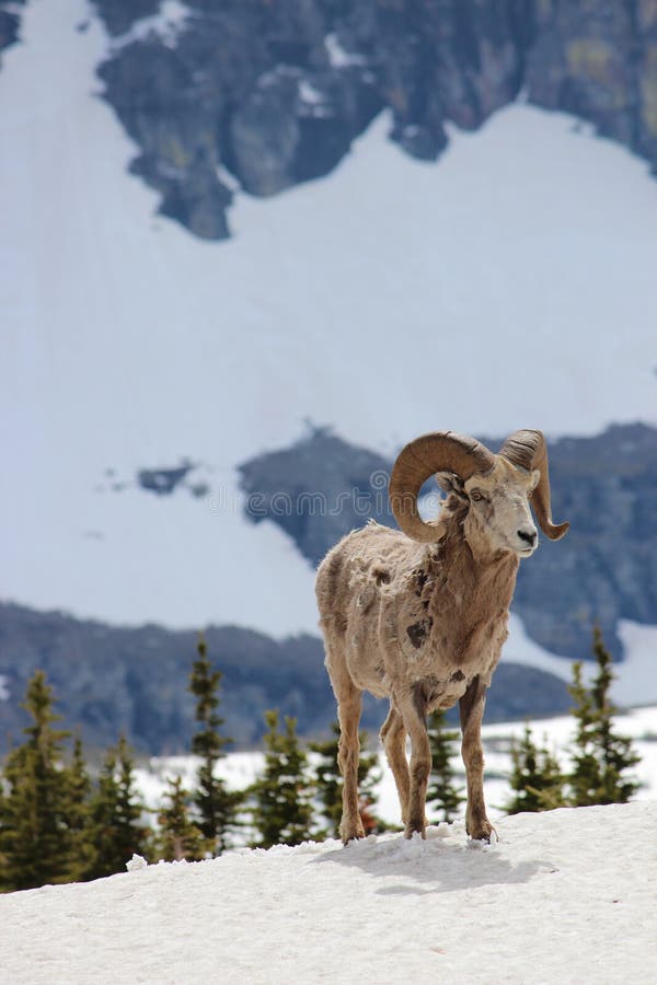 Mountain Ram Standing in the Snow Stock Photo - Image of wildlife, cold ...