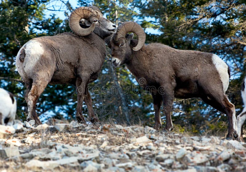 Two mountain rams males stock image. Image of wildlife - 30248253