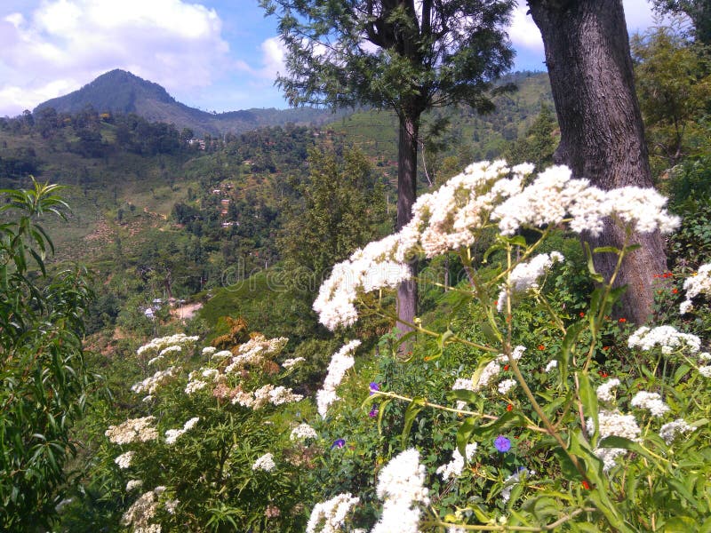 Mountain Range Badulla Sri Lanka Stock Photo - Image of outdoor ...