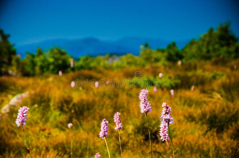 Mountain Range. Big High Hills in Green Stock Photo - Image of summer ...