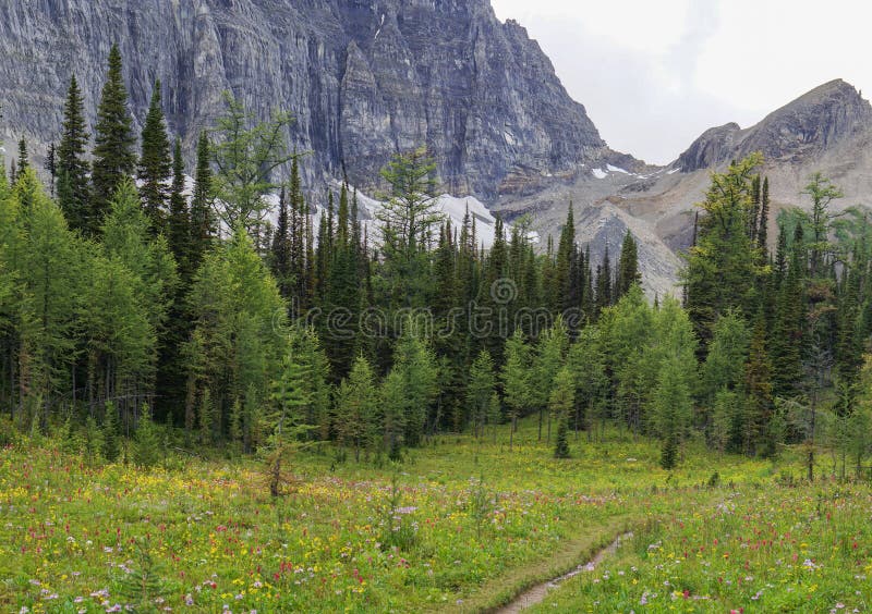 A Mountain Range with a Forest in the Foreground Stock Image - Image of ...