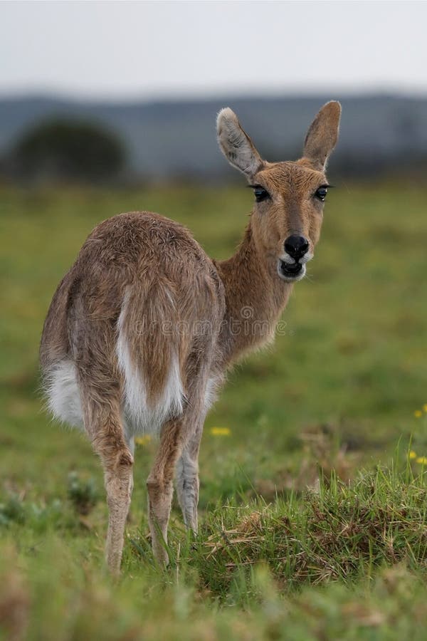 Mountain Reedbuck Antelope stock image. Image of buck - 35846685