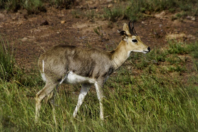 Mountain Reedbuck, South Africa Stock Image - Image of south, reserve ...