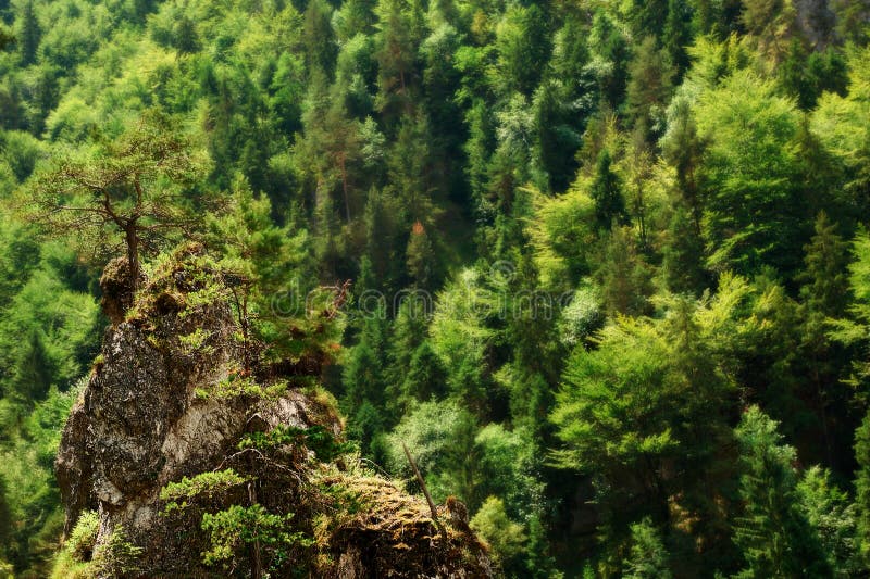 Sharp High Rocks Rising Above the Forest Line Stock Image - Image of ...