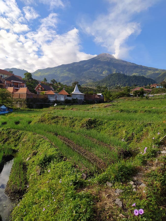 Mountain, Rice, Blue Sky and Green Field Stock Image - Image of rice ...