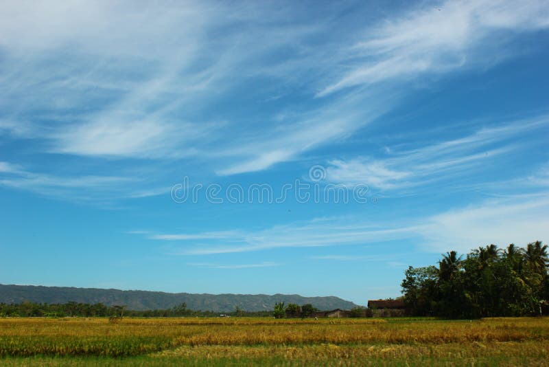 Mountain rice farmer windy stock photo. Image of windy - 262458552