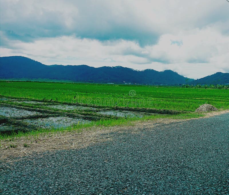 Mountain and rice farming stock image. Image of hill - 271171723