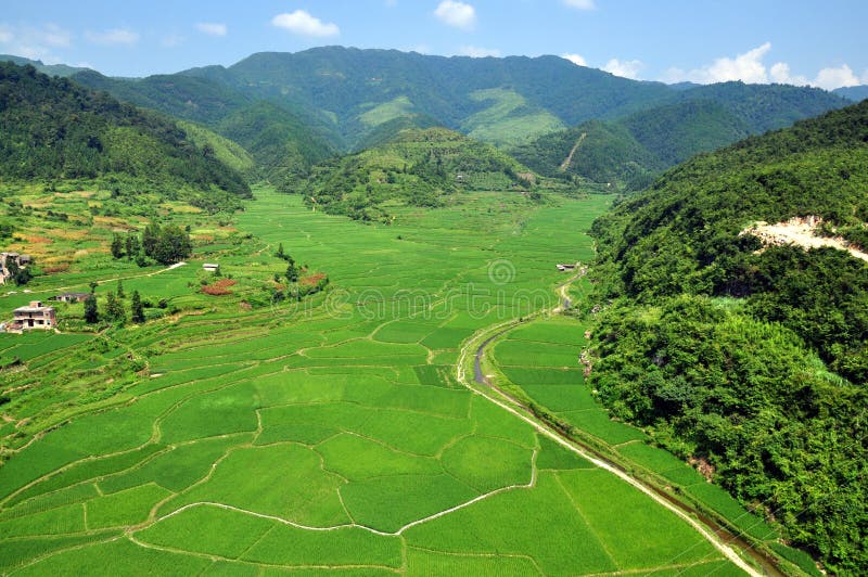 Mountain and rice field stock image. Image of isolated - 25974709