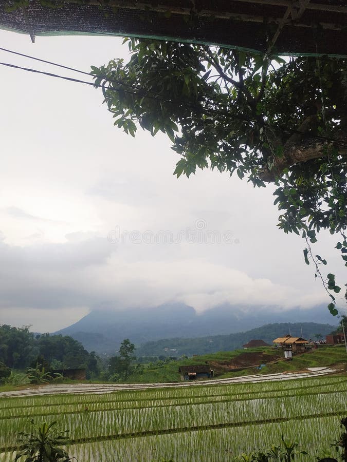 Mountain and rice field stock image. Image of plain - 209951737