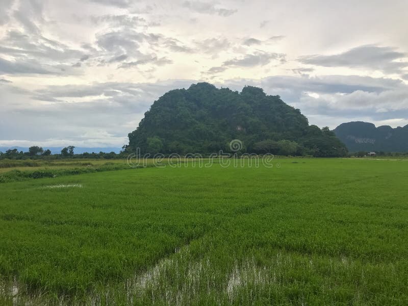 Mountain and rice field stock photo. Image of countryside - 155207664
