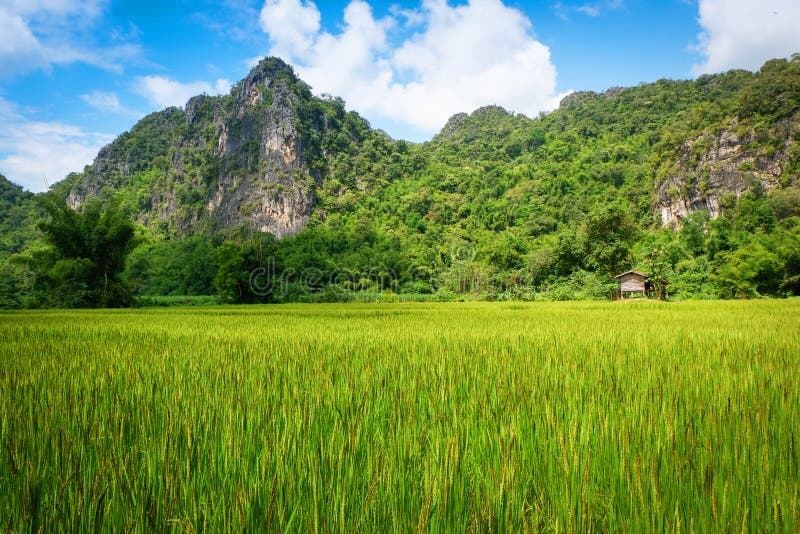 Mountain rice field stock photo. Image of asian, summer - 105211918