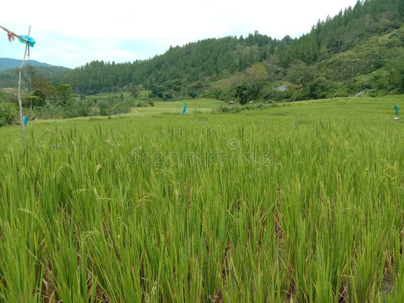 Mountain and Rice Field in the Urban Village Stock Photo - Image of ...