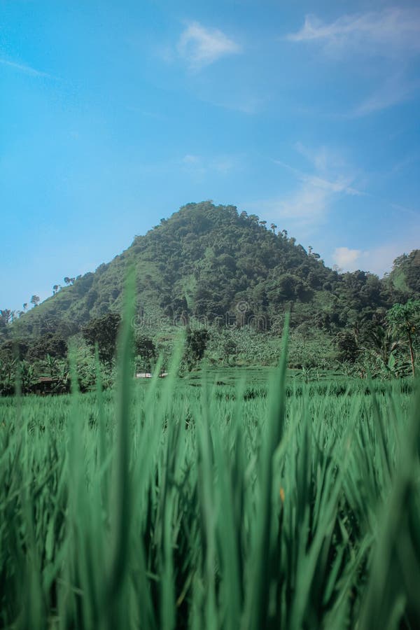 A Mountain with Rice Fields at Its Feet Stock Photo - Image of rice ...