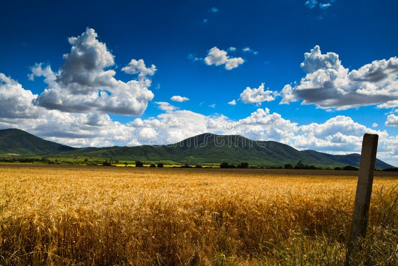 Mountain Ridge and the Field of Wheat Stock Image - Image of scenery ...