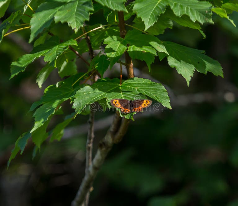 Mountain ringlet on a leaf stock photo. Image of beautiful - 44839518