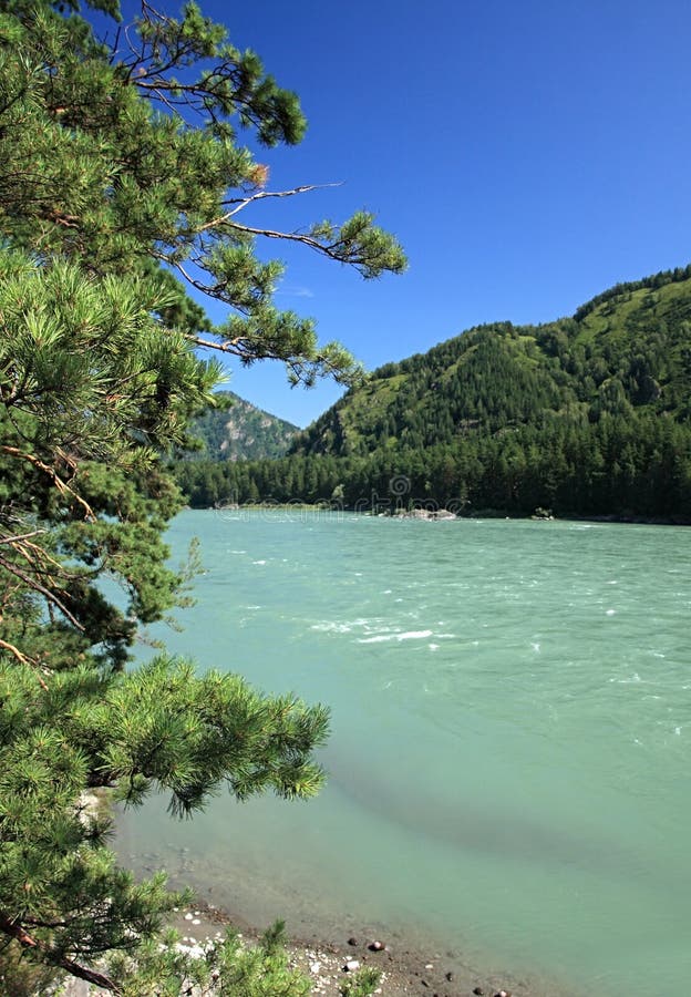 Mountain river stock photo. Image of conifer, river, cedar - 10660786