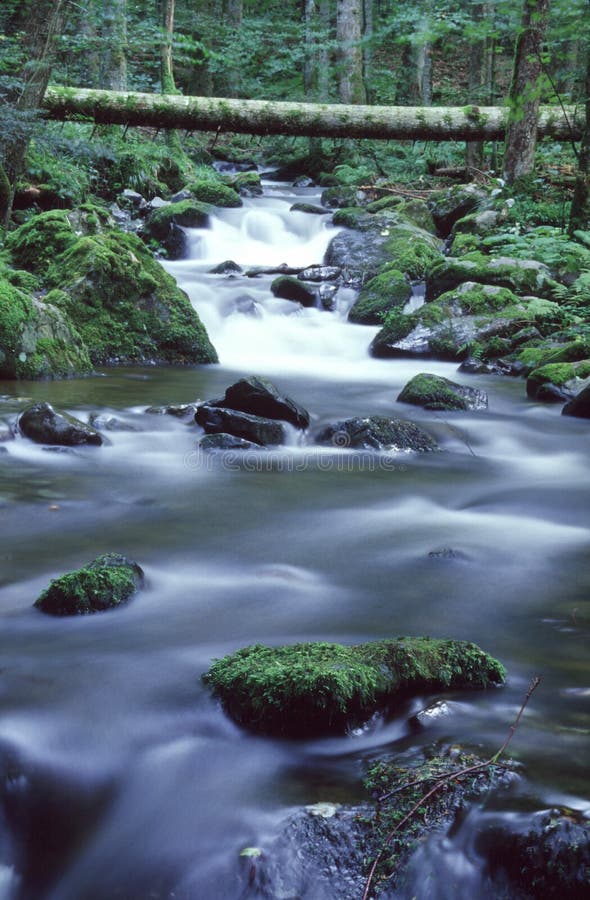 Forest stream stock photo. Image of creek, lichen, rock - 19529546