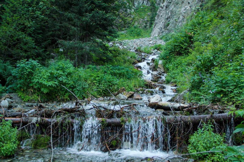 Mountain River Across the Fallen Trees Stock Image - Image of freshness ...