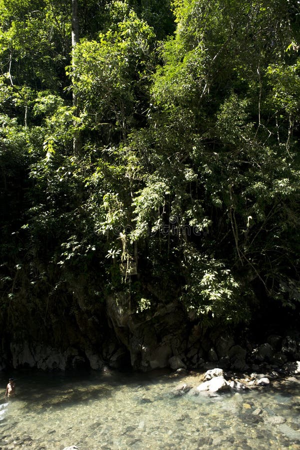 Mountain River with Clean WaterJungle Rainforest with Leafy Trees in ...