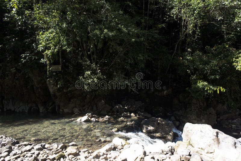 Mountain River with Clean WaterJungle Rainforest with Leafy Trees in ...
