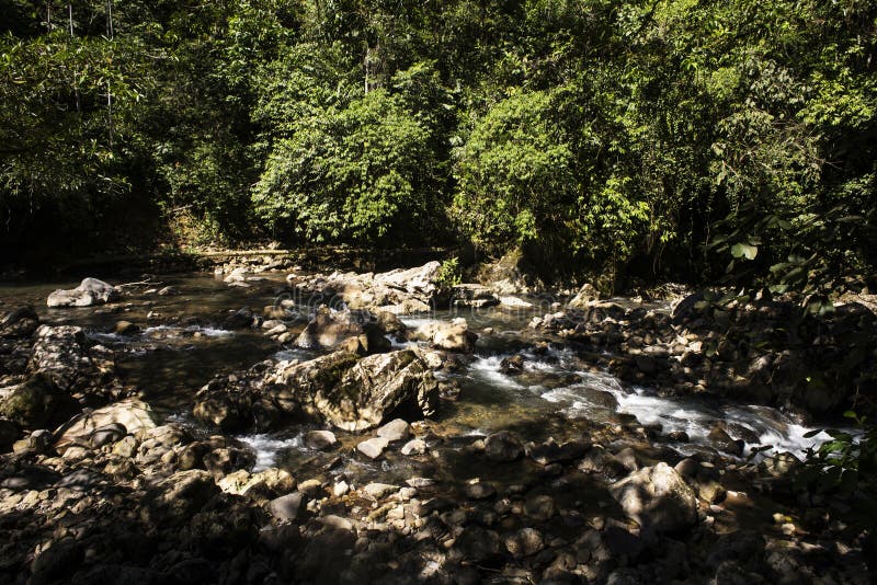 Mountain River with Clean WaterJungle Rainforest with Leafy Trees in ...