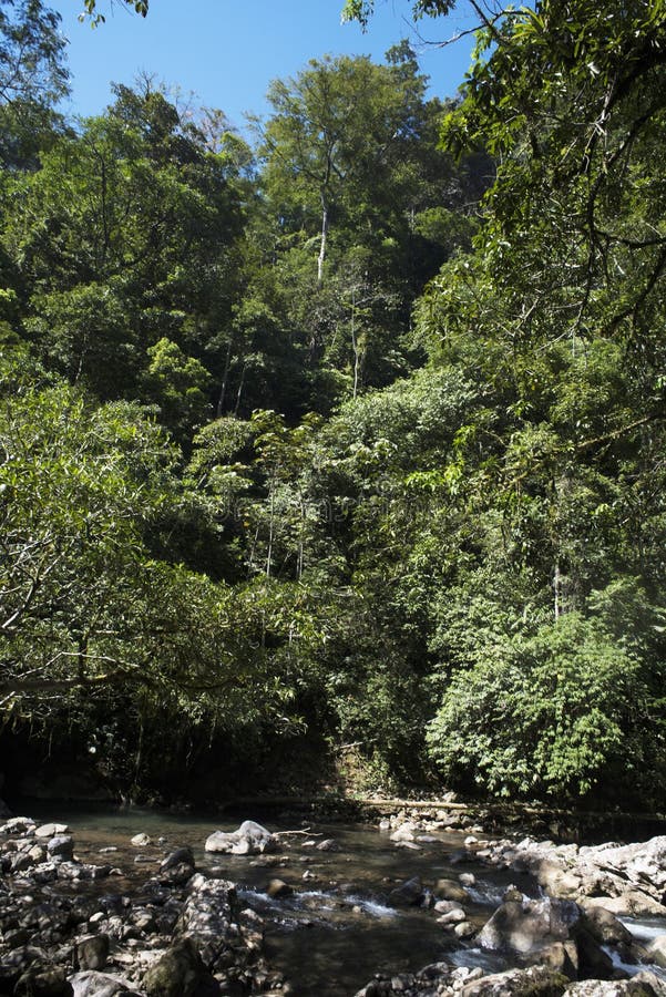 Mountain River with Clean WaterJungle Rainforest with Leafy Trees in ...
