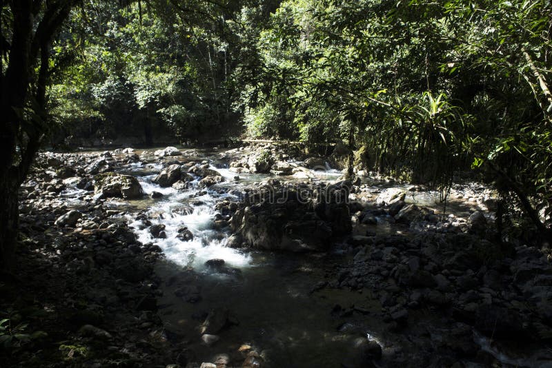 Mountain River with Clean WaterJungle Rainforest with Leafy Trees in ...