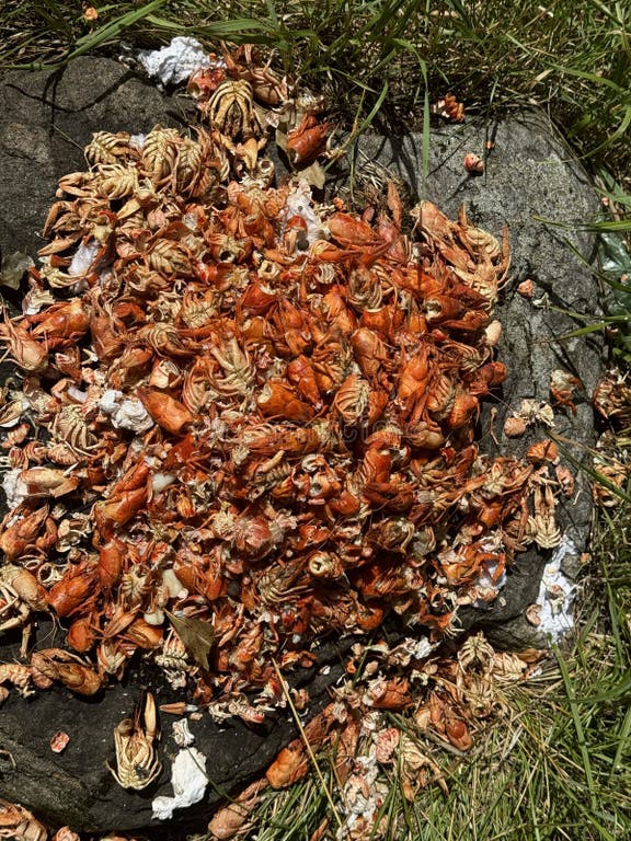 A Mountain of River Crayfish Waste. Claws and Shells after Eating Stock ...