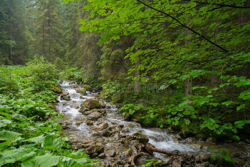 Mountain river stock image. Image of stone, green, europe - 43590885