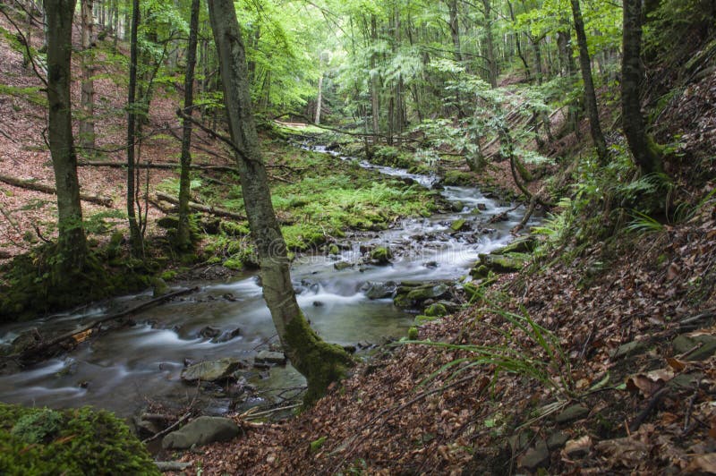 Mountain River Flowing through the Forest Stock Photo - Image of river ...