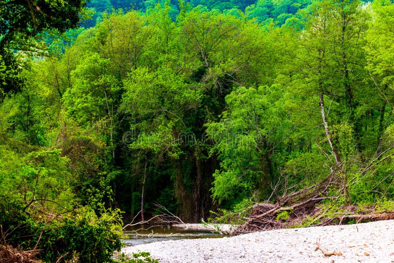 Mountain River Flowing through the Green Forest Stock Image - Image of ...