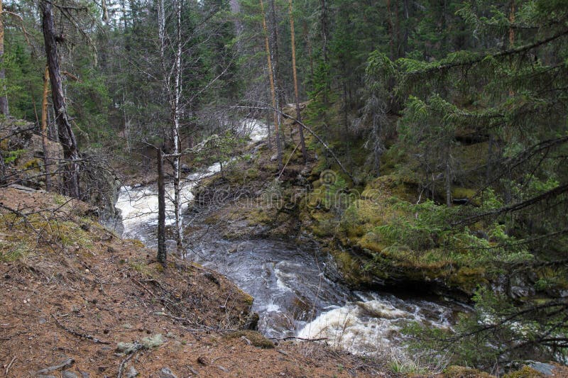 Forest in the gorge stock photo. Image of outdoors, travel - 73576930