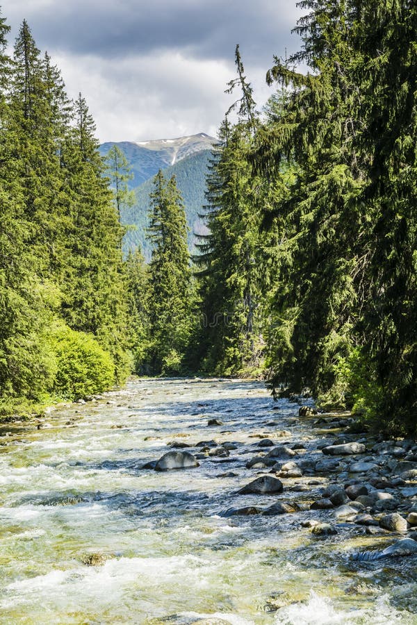 River in the Mountains between Spruces. Stock Image - Image of river ...