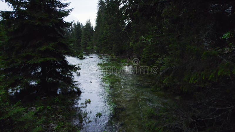 A Mountain River Flows through a Spruce Forest and Meadows at Dusk ...