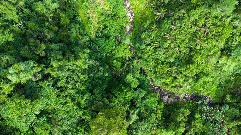 Mountain River Flows in the Tropical Jungle Aerial View Stock Image ...
