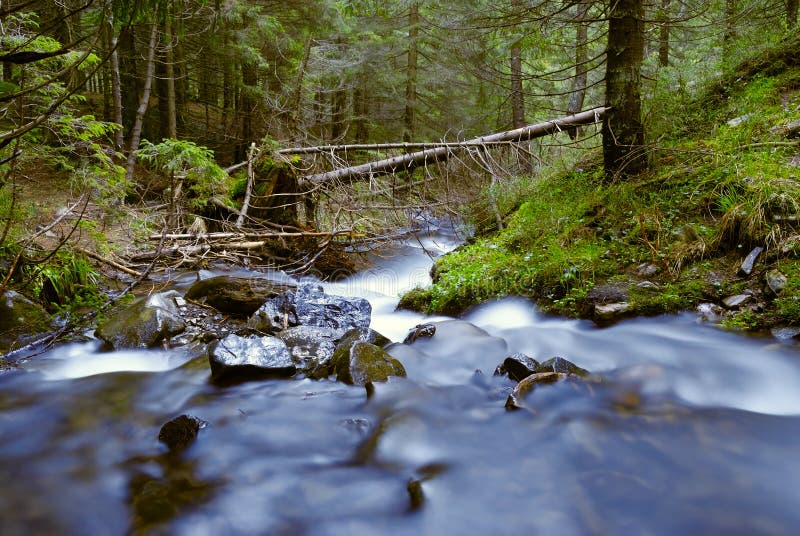 Mountain river and forest stock photo. Image of ukraine - 14596430