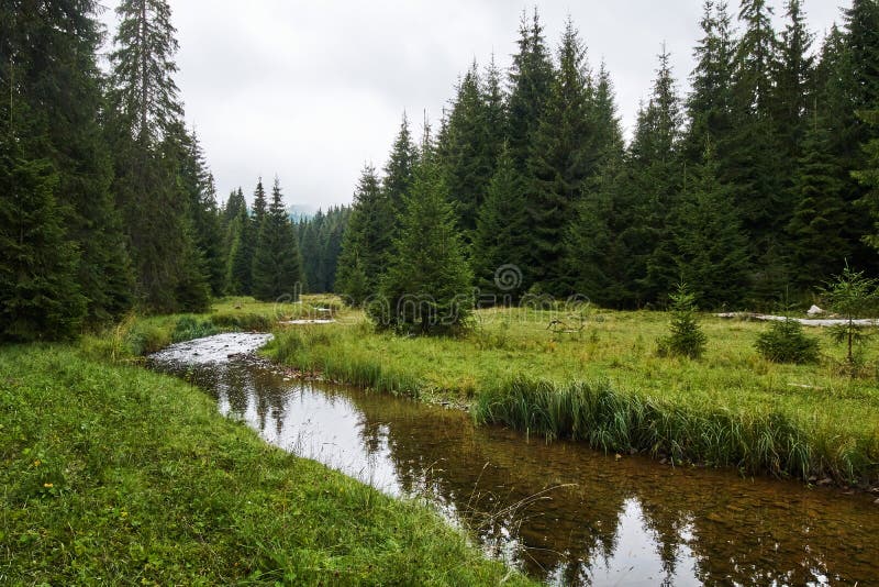 Mountain River through Forest Stock Photo - Image of tourism, pine ...