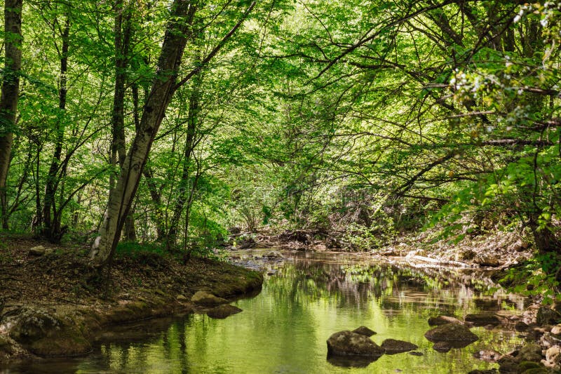 Mountain River in Forest Landscape Stock Image - Image of nature, wild ...