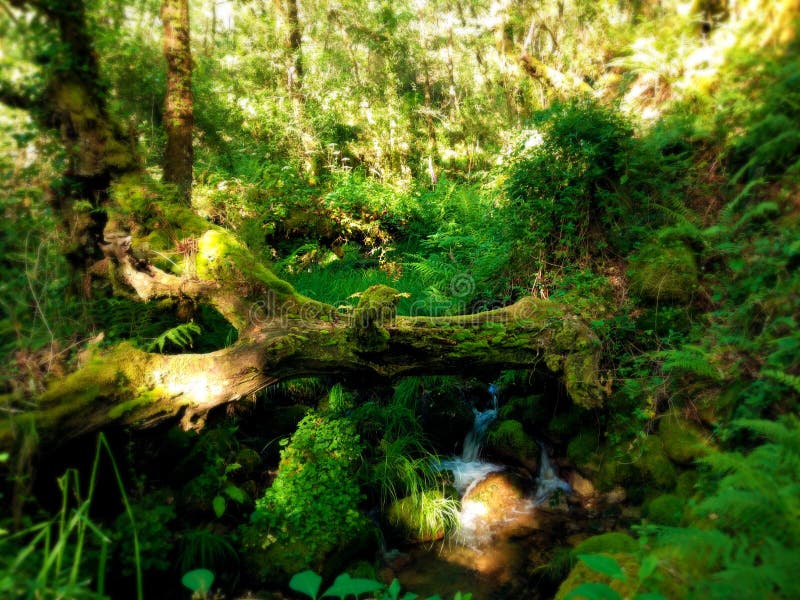 Quiet Waterfall stock photo. Image of water, cliff, hawaii - 1568832