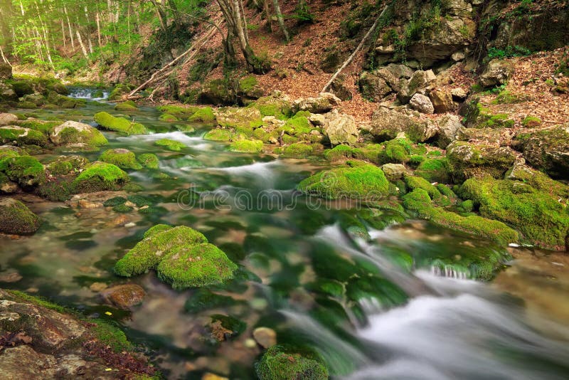 Mountain river in forest stock image. Image of nature - 31574539