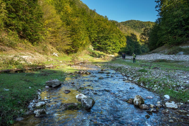 Mountain River through Forests Stock Photo - Image of mountain, forest ...