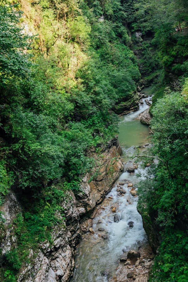 Fast Mountain River in a Green Forest Landscape Stock Image - Image of ...