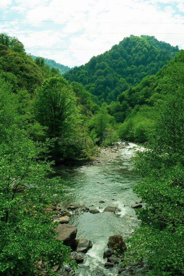 Summer Landscape with Mountain River and Forest. Rest in the Mountains ...