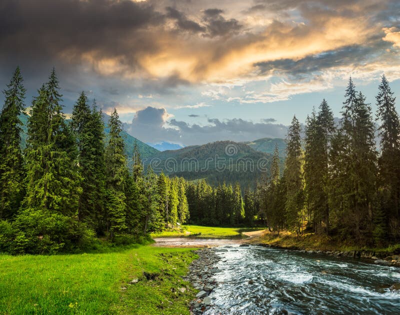 Mountain River in Pine Forest Stock Image - Image of nature, composite ...