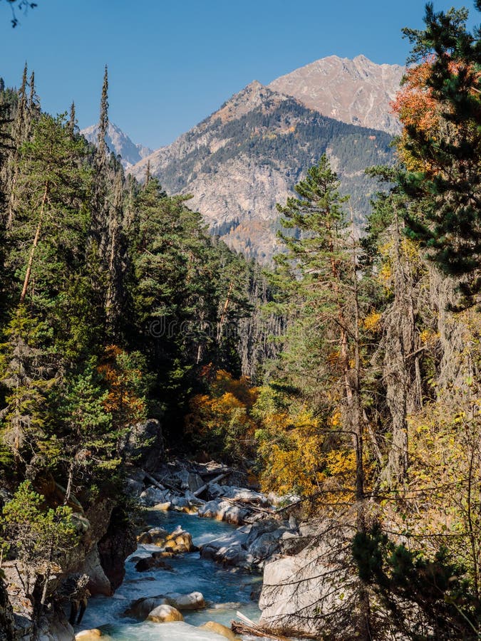 Mountain River in Pine Forest. High Mountain Landscape with River ...