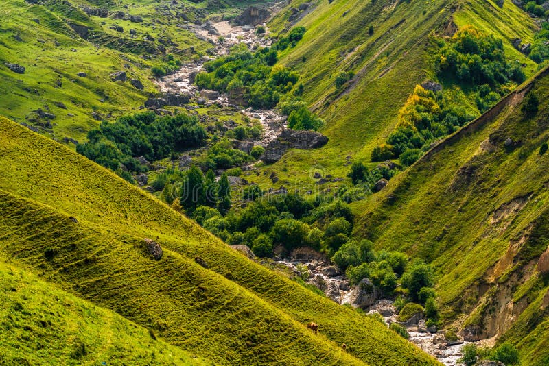 Mountain river in a ravine stock photo. Image of foliage - 228329350
