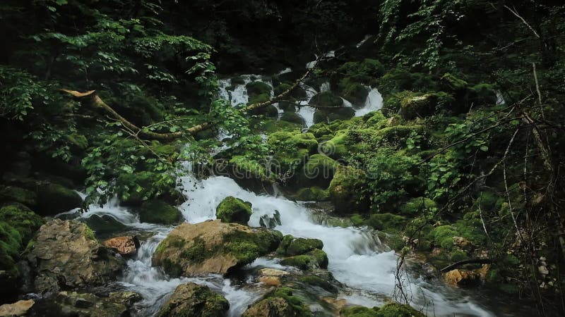 Mountain River Spring with Flows on Rocks Inside Mysterious Forest ...