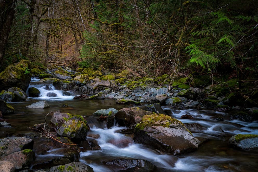 Rocky Brook Washington State in Spring Stock Image - Image of rock ...