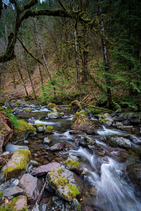 Rocky Brook Washington State in Spring Stock Photo - Image of nature ...