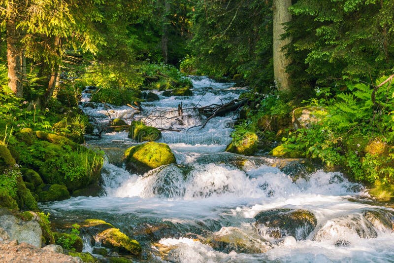 Mountain River in a Spruce Forest at Dawn. Beautiful Natural Landscape ...